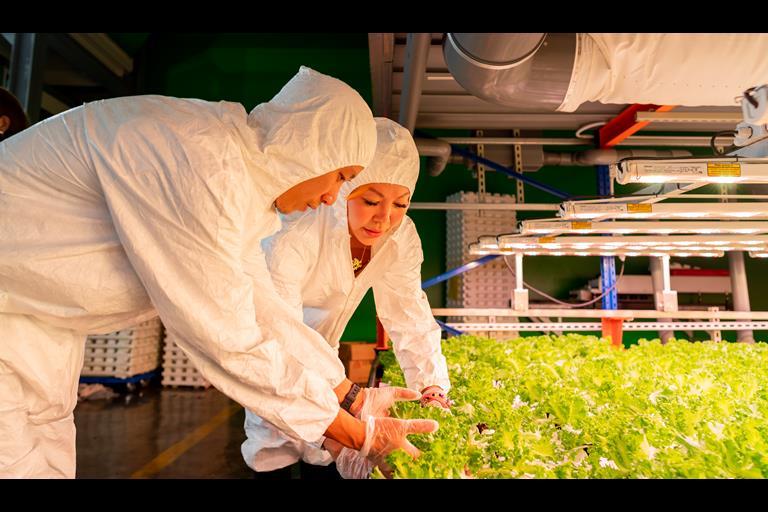 Urban Farming Partners Singapore opens first facility | Article | Fruitnet